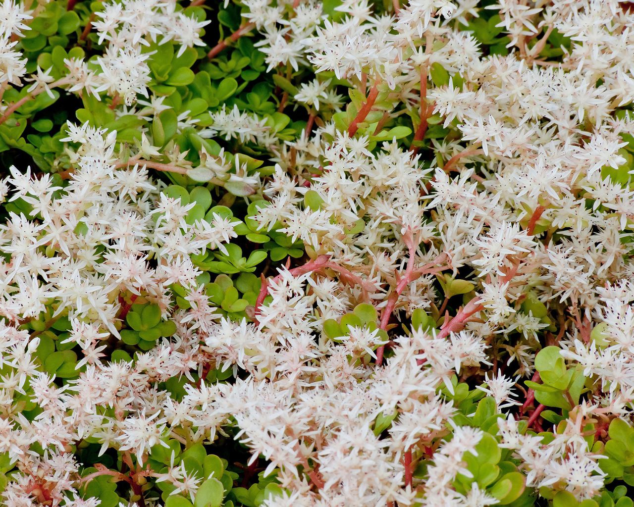 8 Fast-Growing Ground Cover Plants To Hide Bare Soil | Gardening Know How