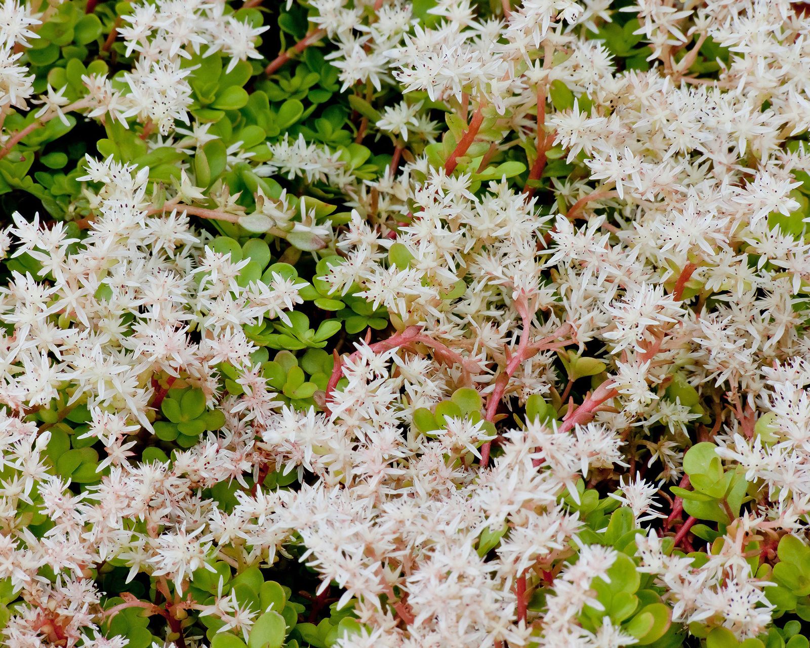 8 Fast-Growing Ground Cover Plants To Hide Bare Soil | Gardening Know How