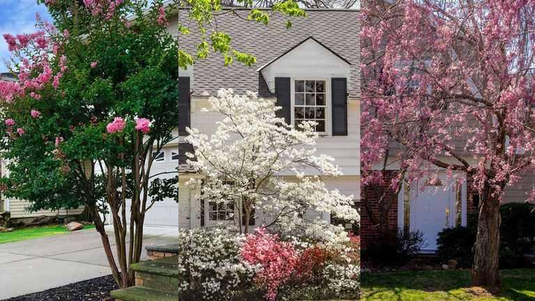 Best trees to plant close to a house: 10 inspiring ideas | Homes and ...