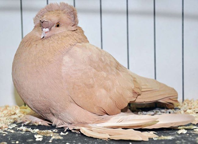 In Photos: Pigeons Show Off Their Fancy Hairdos | Live Science