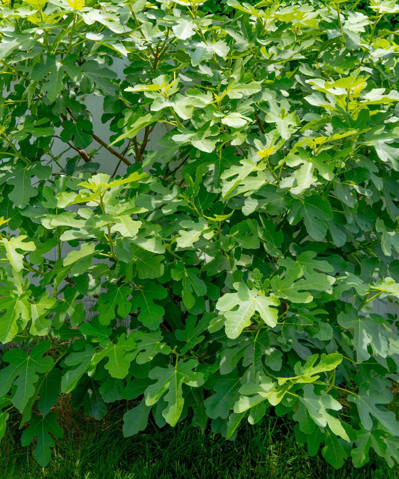 The best fig trees: to grow indoors and out | Homes and Gardens