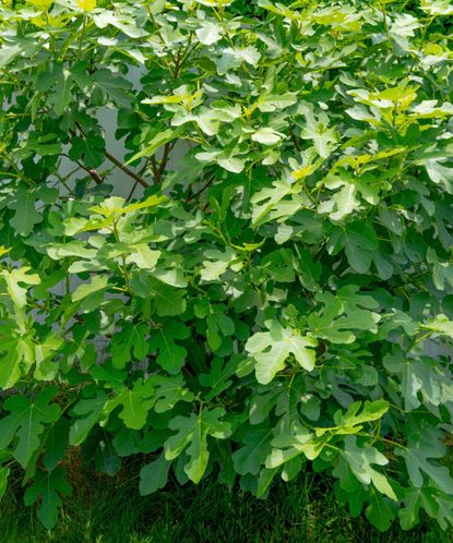 The best fig trees: to grow indoors and out | Homes and Gardens