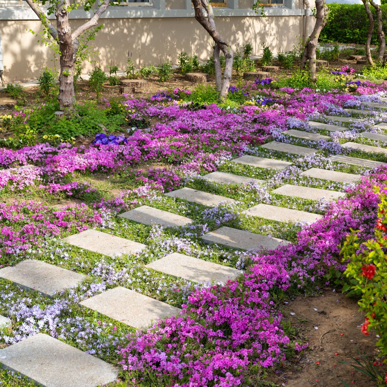 The best plants for a green driveway: an expert guide | Ideal Home