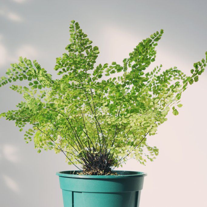 How To Grow And Care For A Southern Maidenhair Fern | Gardening Know How