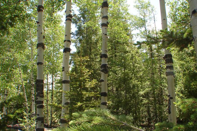 Quaking Aspen: Trees of the Mountain West | Live Science