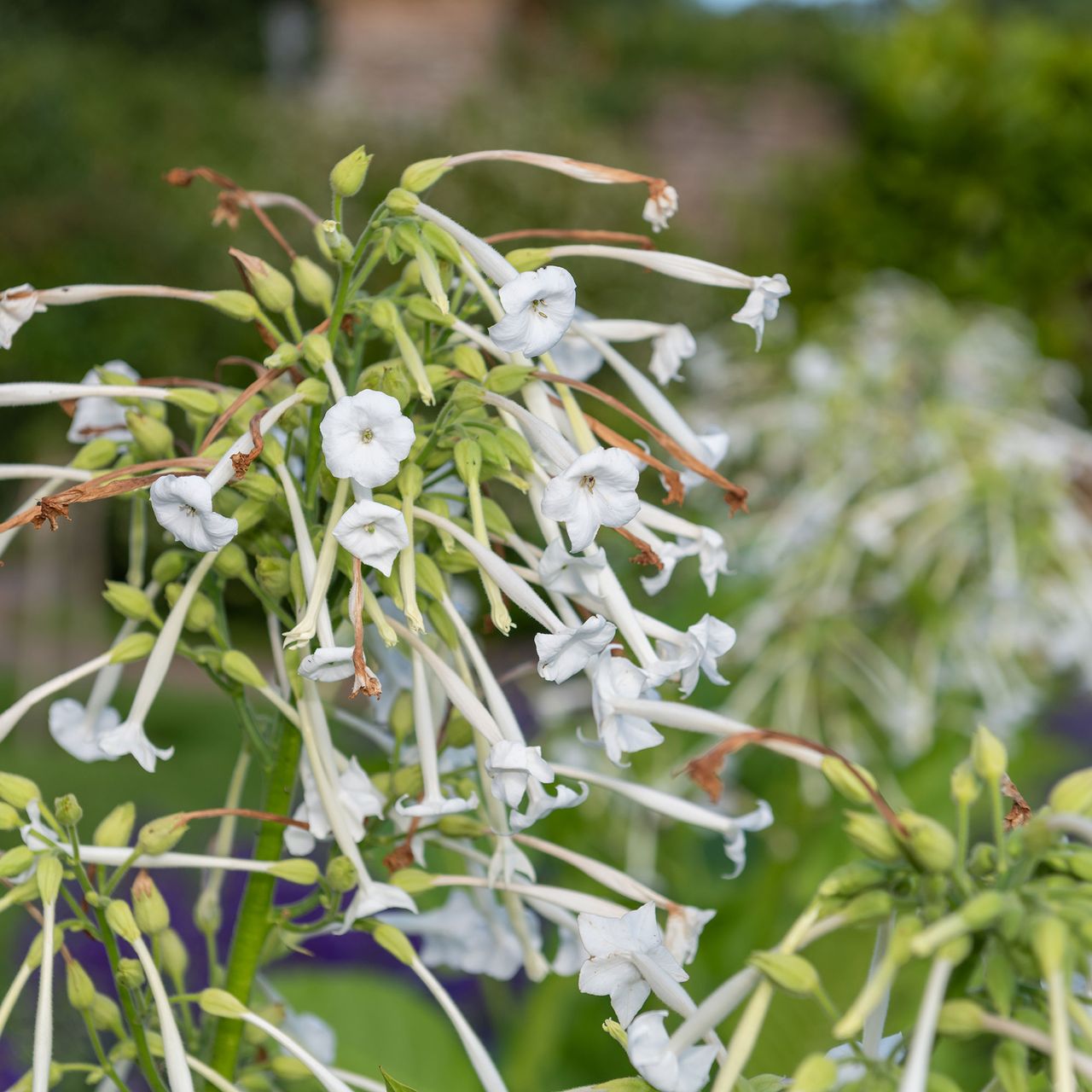 The best night-scented plants for an evening retreat | Ideal Home