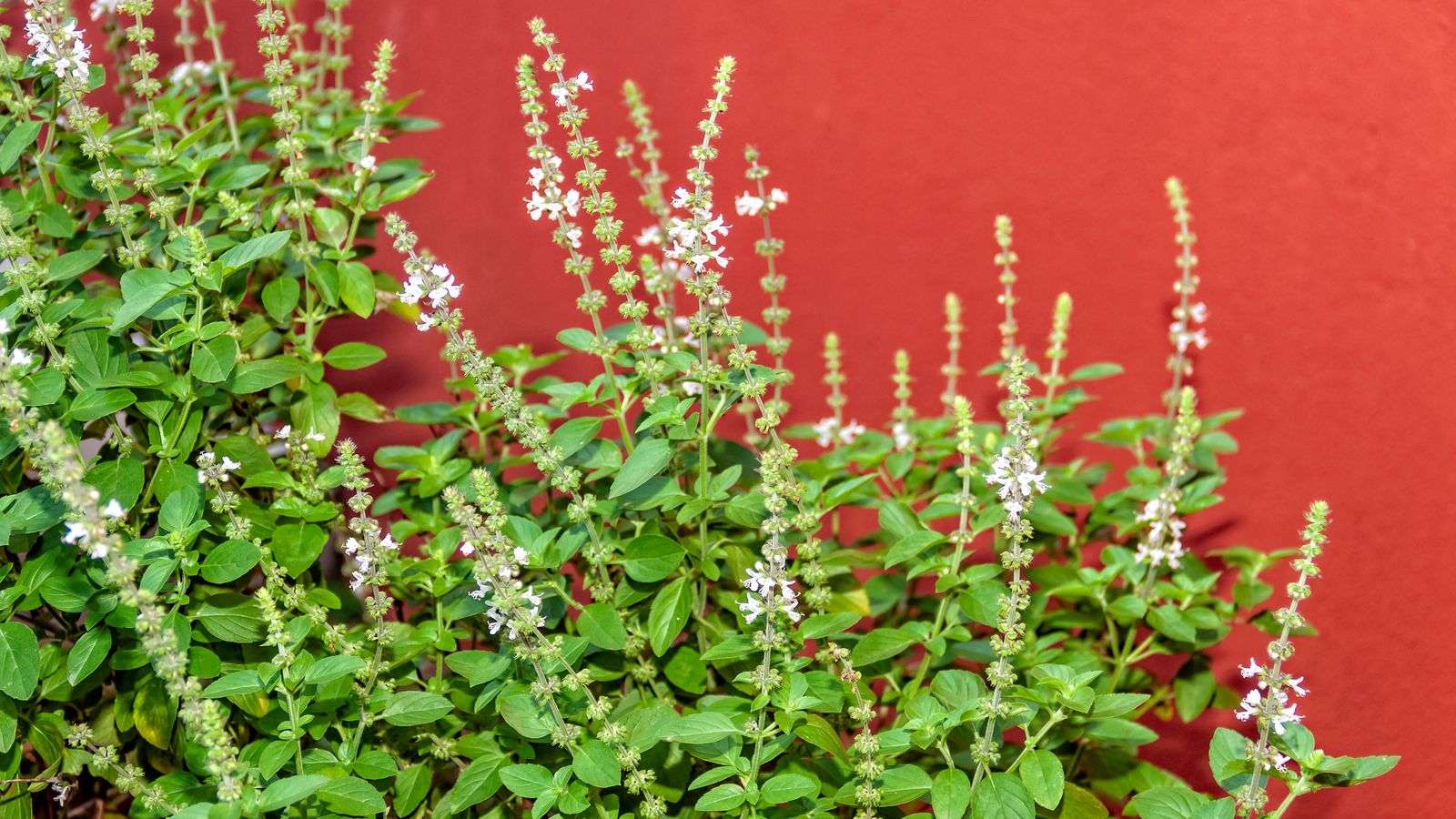 What To Do When Basil Flowers – Keep Basil Growing Strong | Gardening ...