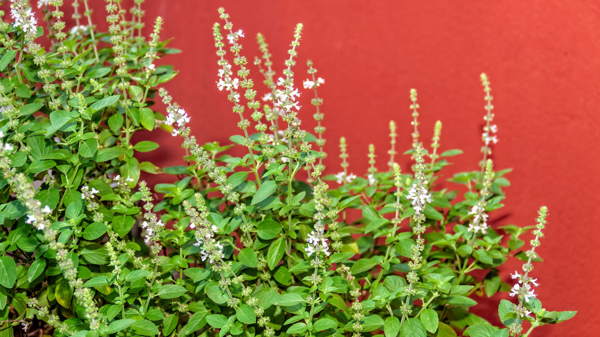 What To Do When Basil Flowers – Keep Basil Growing Strong | Gardening ...
