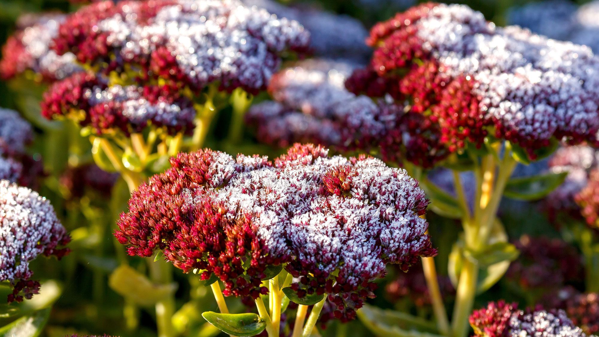 Propagating Perennials in January for a Head Start on Spring ...