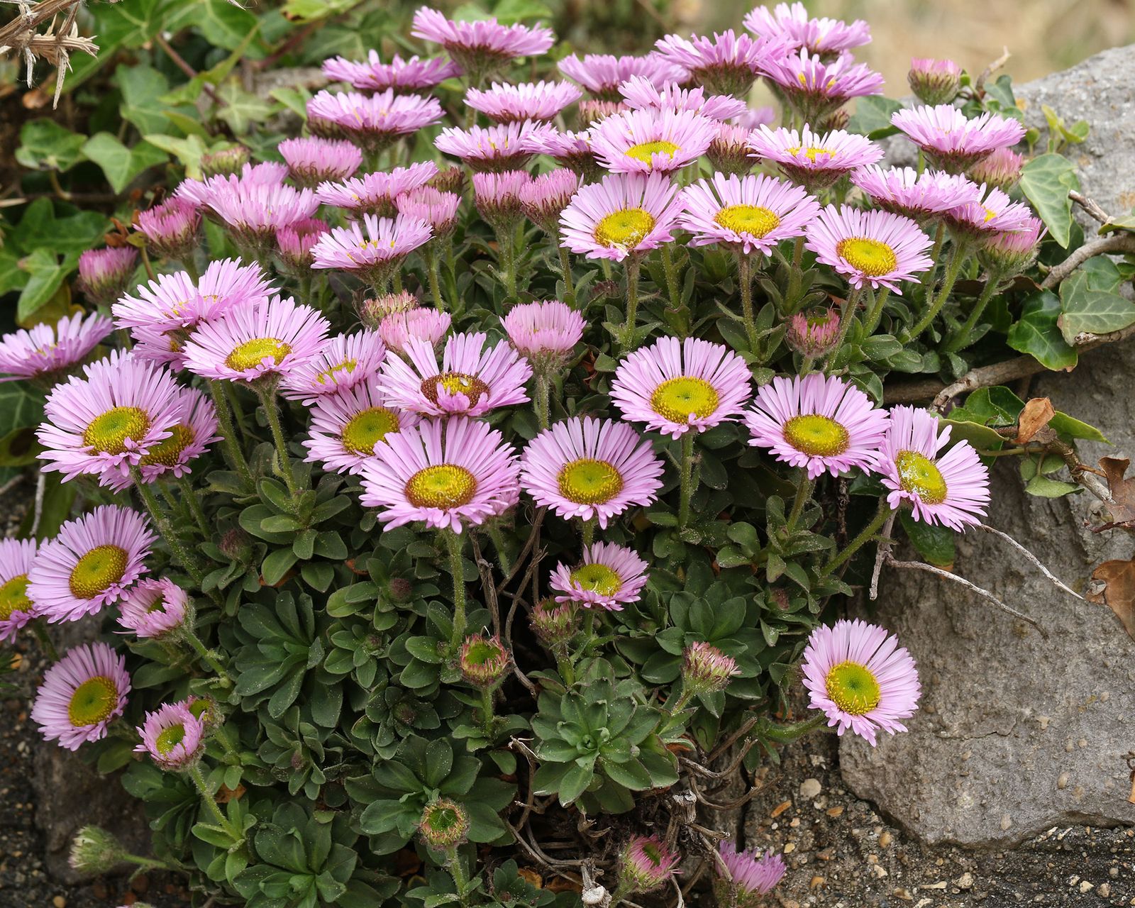 Best coastal plants: 21 top choices that will thrive near the ocean ...