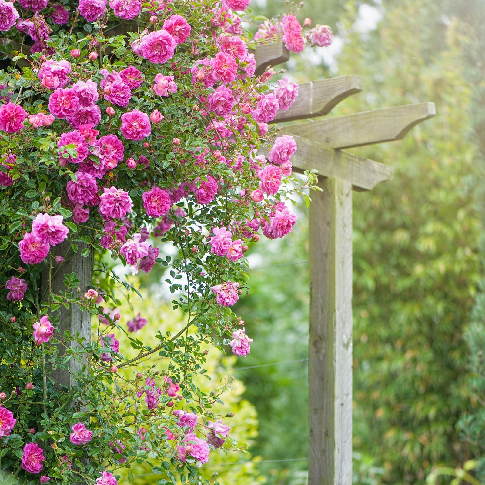 How to grow roses from cuttings – the best way | Ideal Home