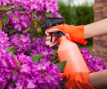 How And When To Fertilize Azaleas For Better Blooms | Gardening Know How