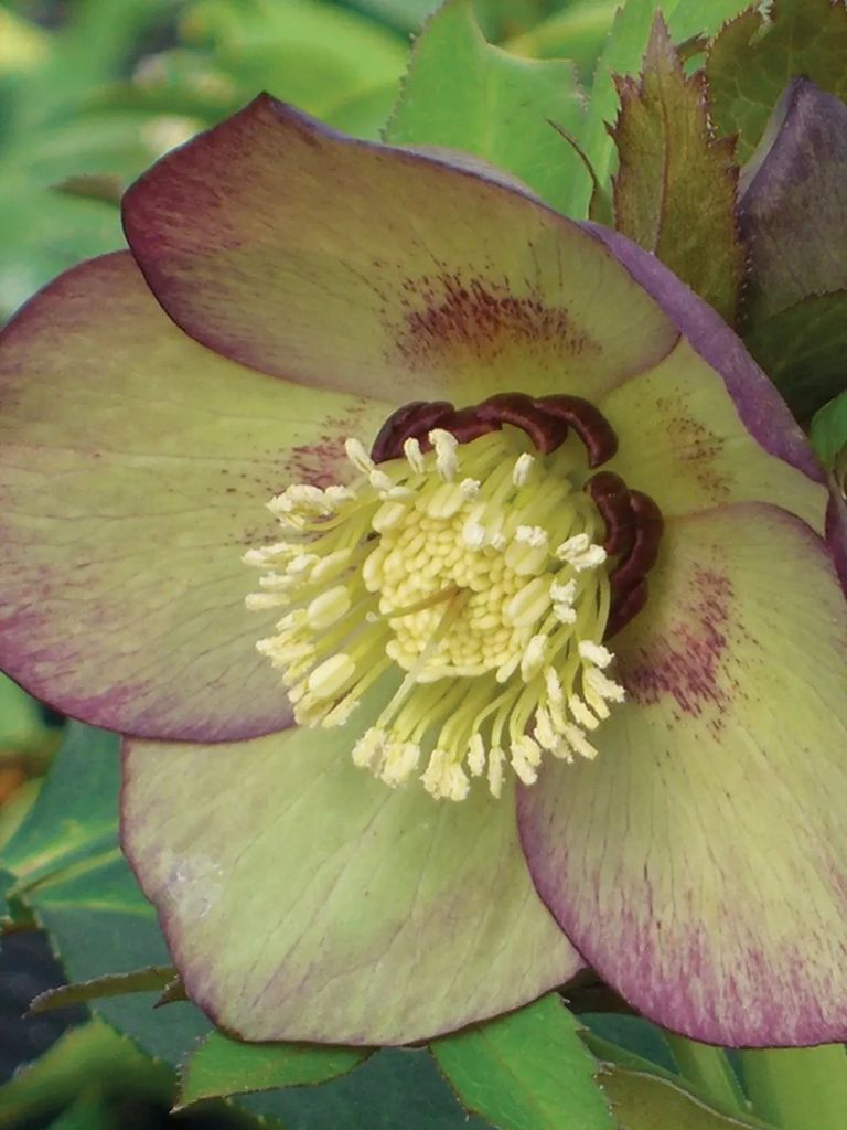 Where to plant hellebores for a colorful winter display | Homes and Gardens