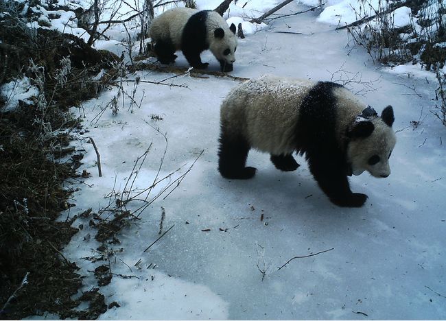 In Photos: The Life of a Giant Panda | Live Science