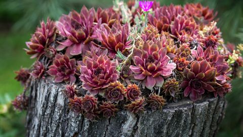 9 plants that can grow on rocks | Tom's Guide