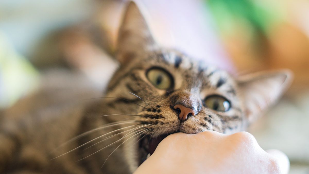 Why does my cat bite me? 8 reasons and how to stop them | PetsRadar