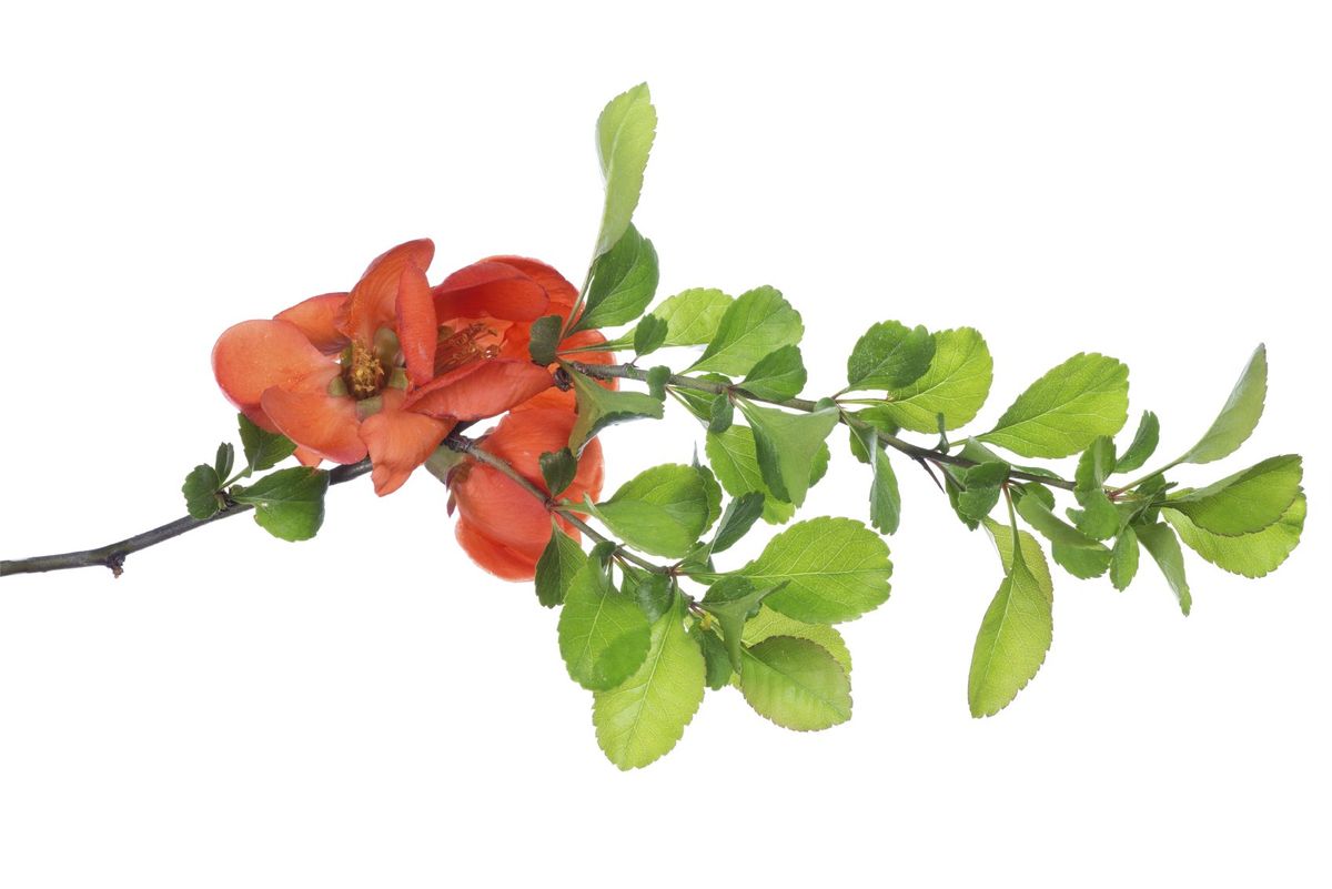 Pomegranate Tree Propagation - Tips On Growing A Pomegranate Tree From ...