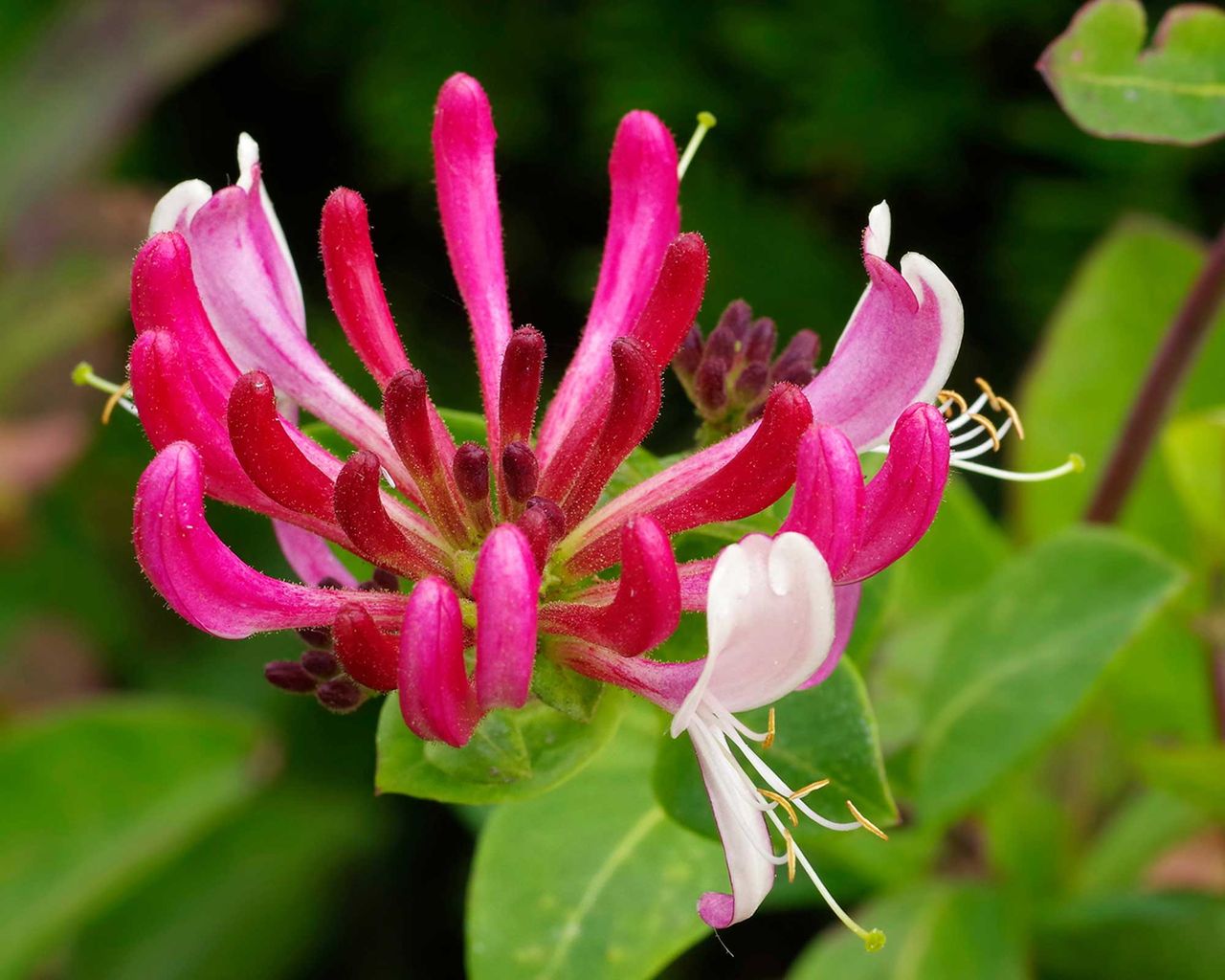 Types of honeysuckle: 10 beautiful varieties for your garden | Gardeningetc