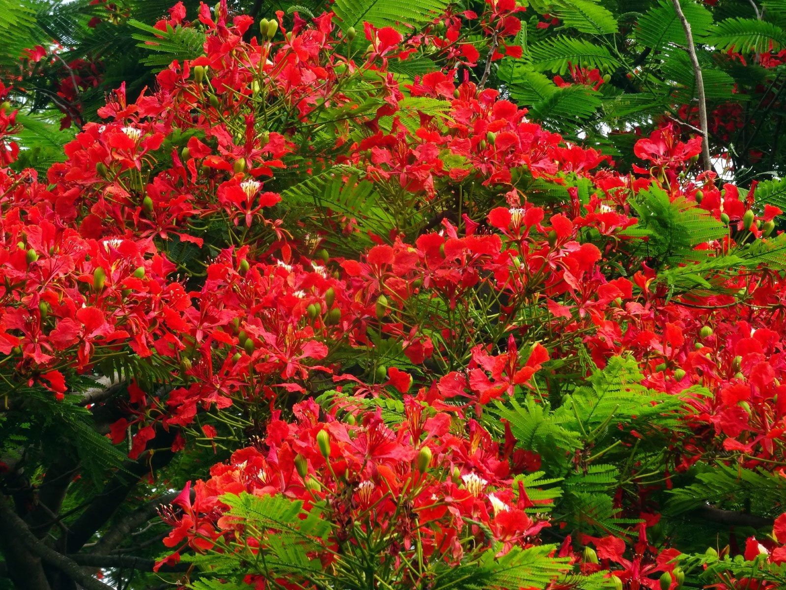Delonix Flame Tree Care - Where Do Flame Trees Grow | Gardening Know How