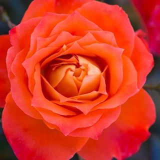 Best roses for small spaces: 5 flowers for pots and tiny yards | Homes ...