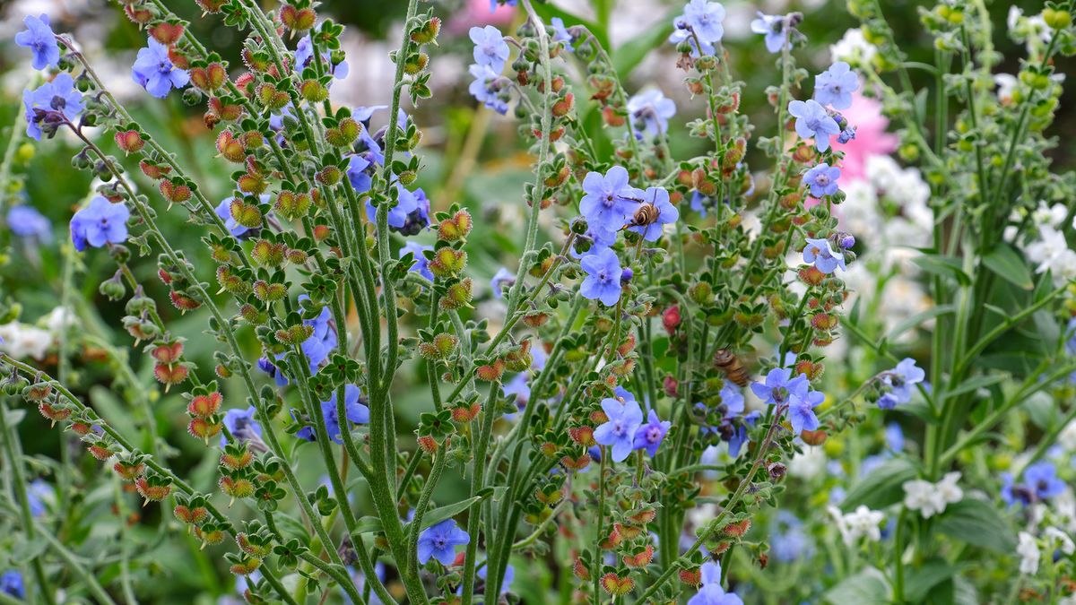 7 best flowers to plant in September — advice from garden experts | Tom ...