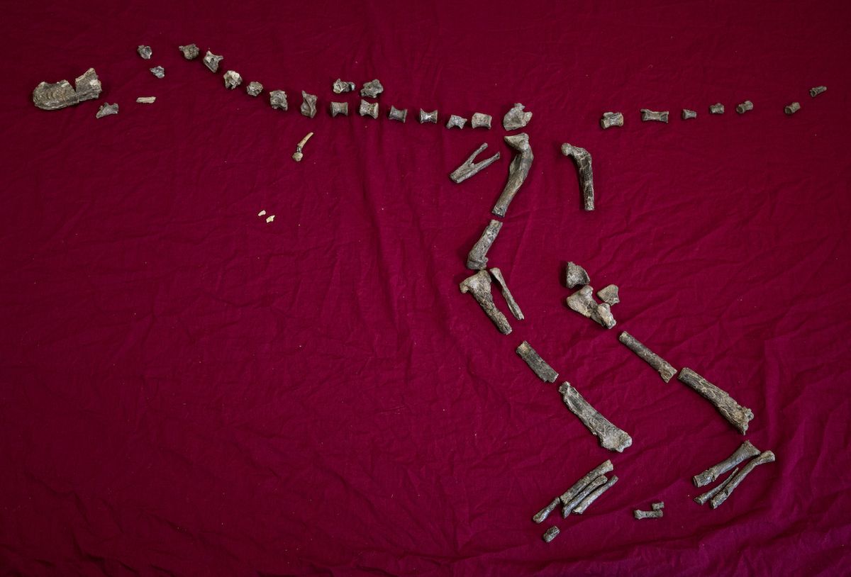 Photos: Tiny Tyrannosaur Dinosaur Was About as Big as T. Rex's Skull ...