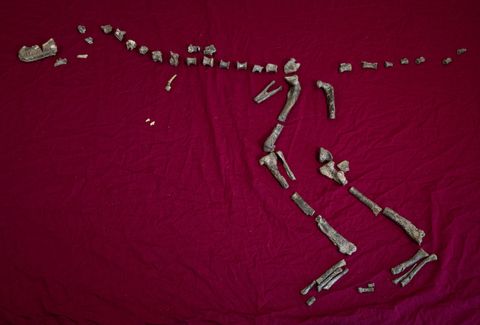 Photos: Tiny Tyrannosaur Dinosaur Was About as Big as T. Rex's Skull ...