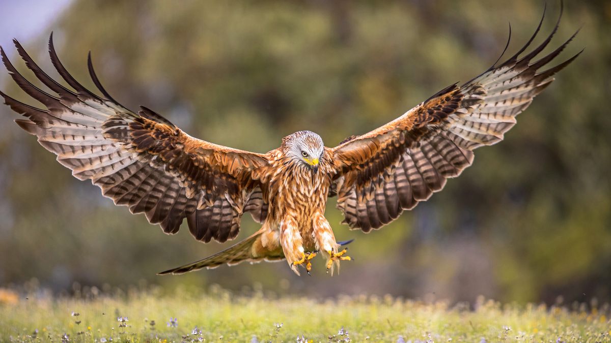Nikon's AF modes demystified: here's how to track the action! | Digital ...