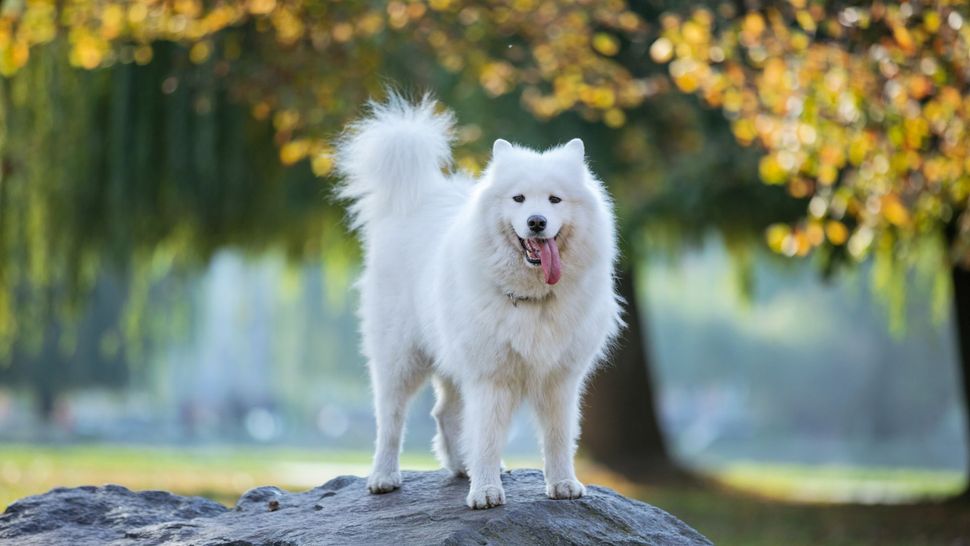 Most expensive dog breeds: Top 10 in the US | PetsRadar