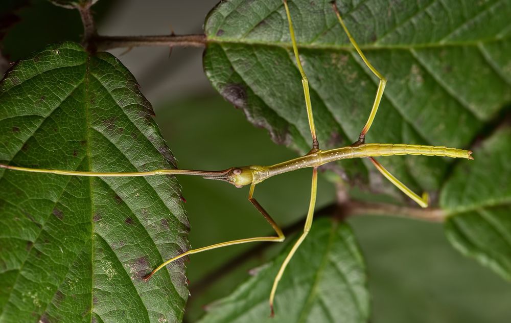 Photos: 10 Amazing Species | Live Science