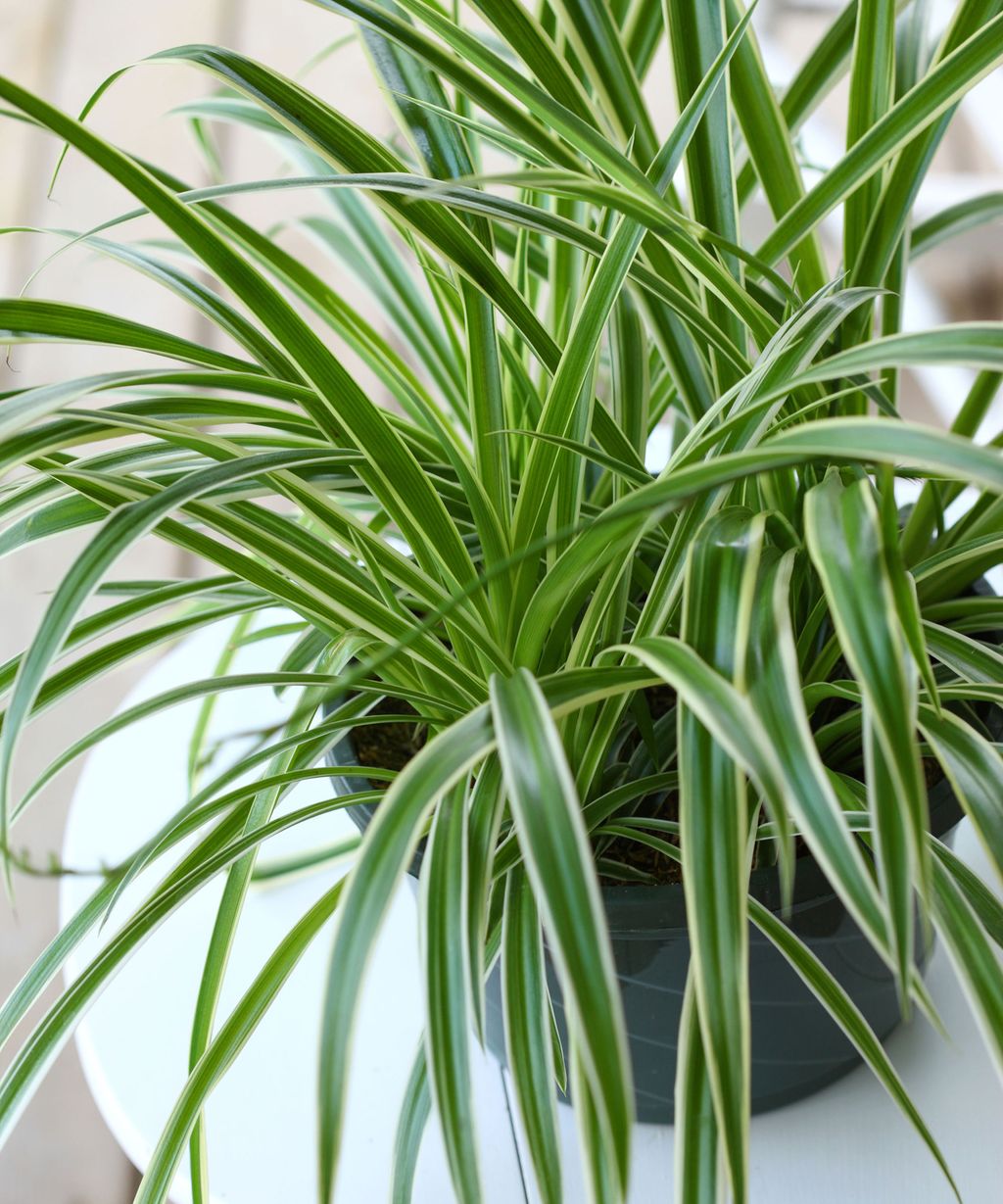 8 different types of spider plants: an expert guide | Homes and Gardens