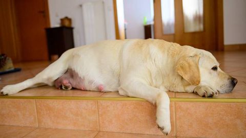 Fading puppy syndrome: What is it and can it be treated? | PetsRadar