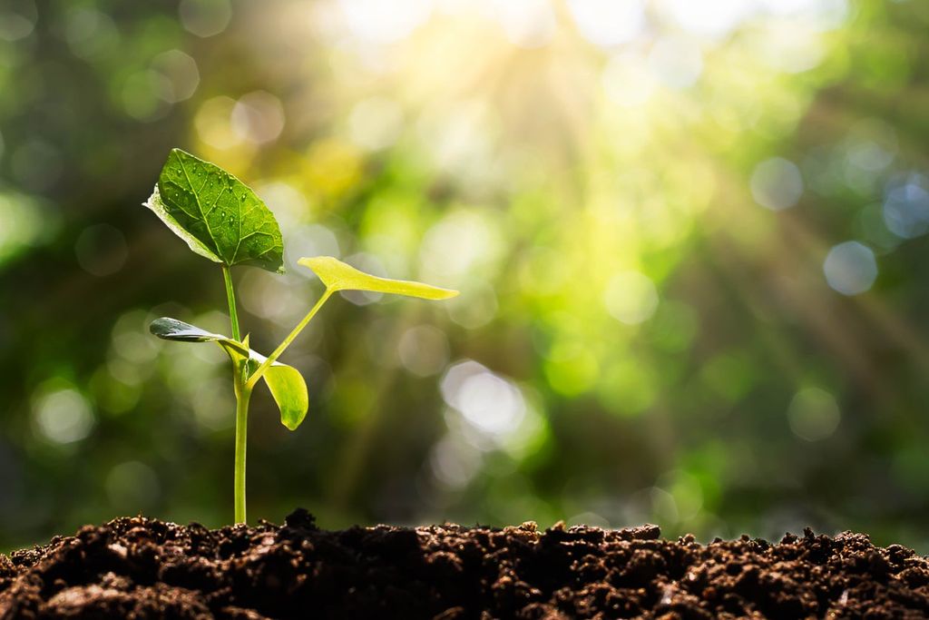 What Are Growing Degree Days: How To Use Growing Degree Days In The ...