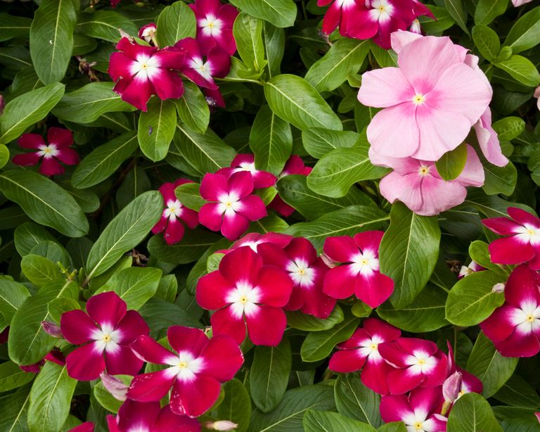 Best shade plants: 10 shade-loving plants for your garden | Homes and ...