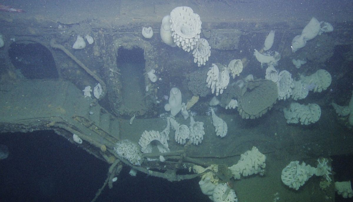 In Photos: Dive to USS Independence Wreck | Live Science