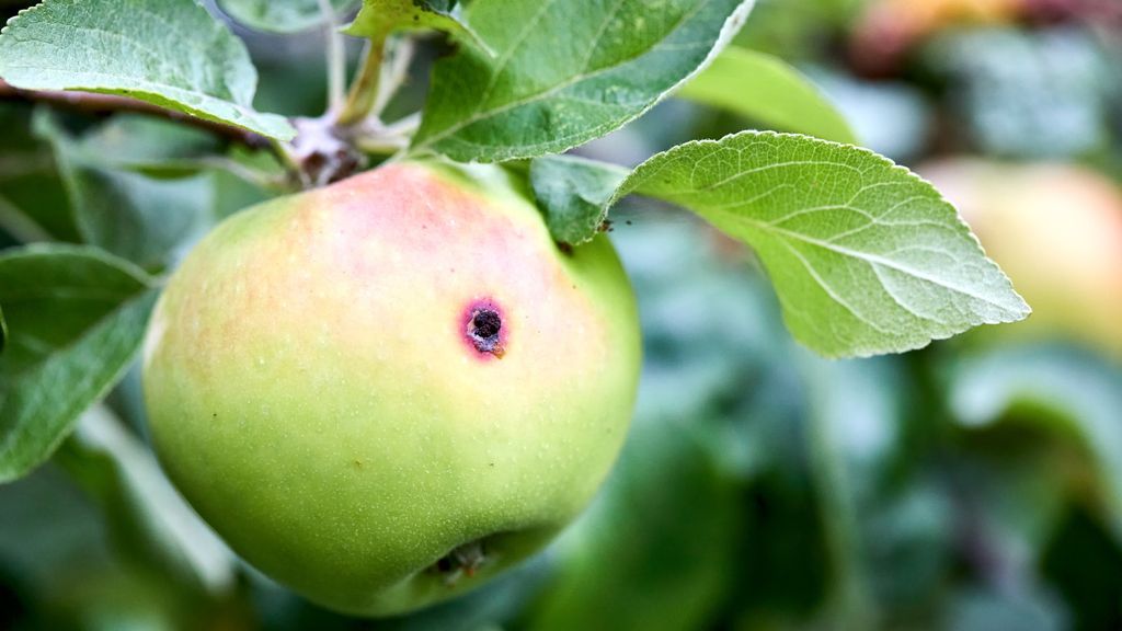 What are codling moths and what damage do they cause? | Homes and Gardens