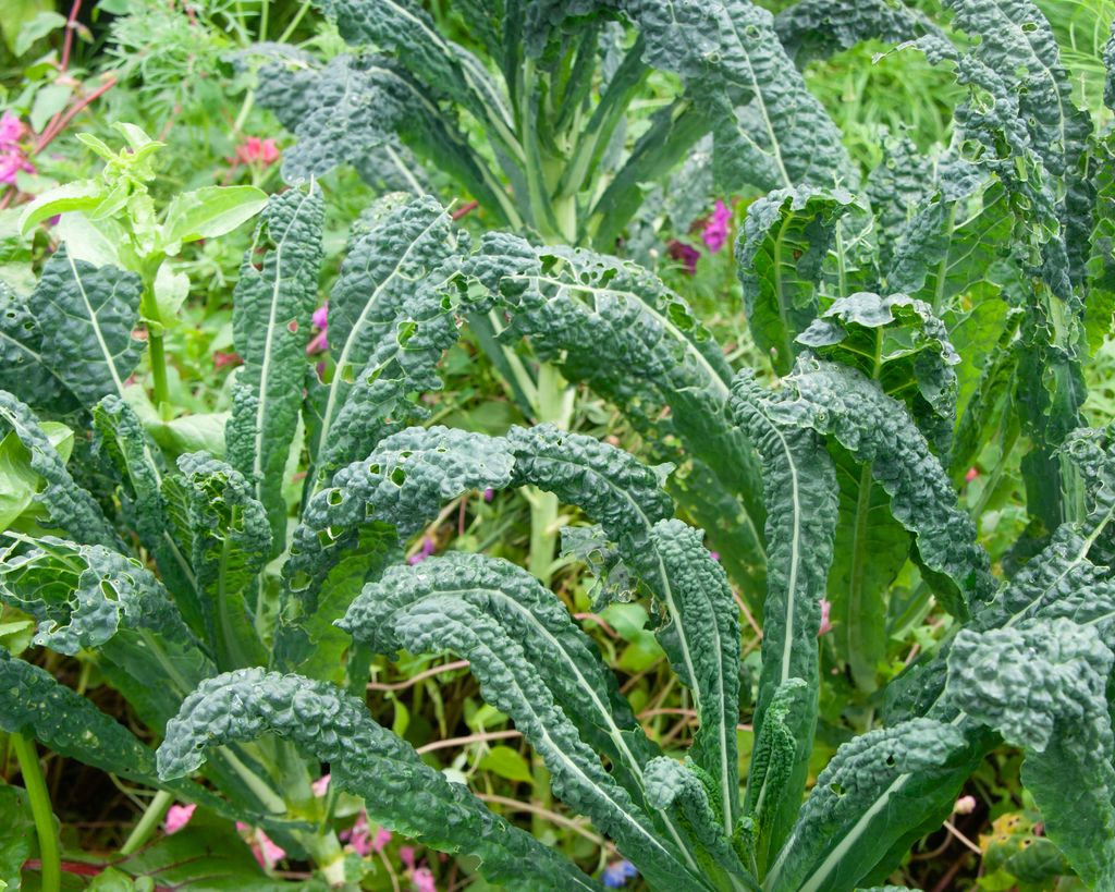 Kale companion planting: the best plants to grow with kale | Homes and ...