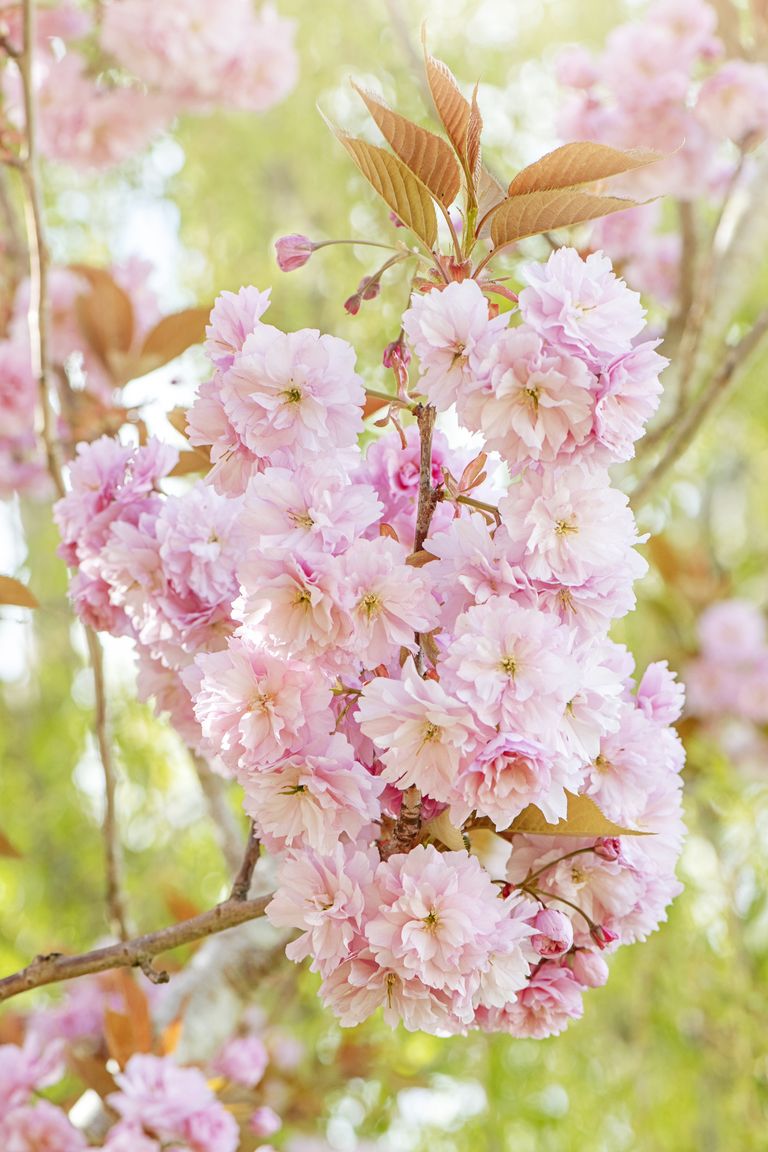 Best fast-growing trees: 10 trees for creating size at speed | Homes ...