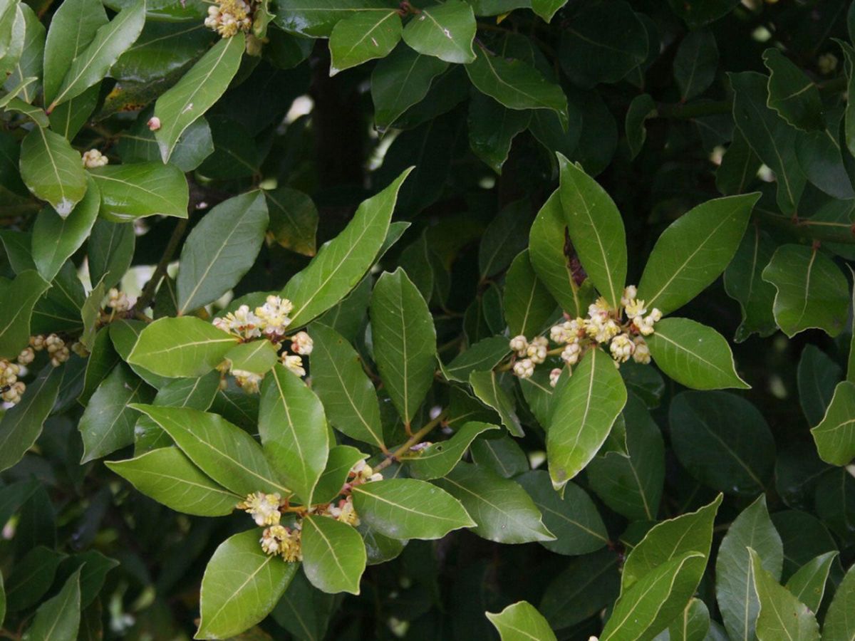 How To Grow & Care For Bay Laurel In The Garden | Gardening Know How