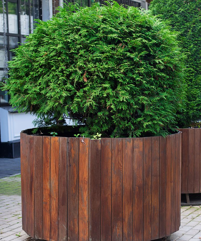 Best low-maintenance trees to make a front yard look expensive | Homes ...