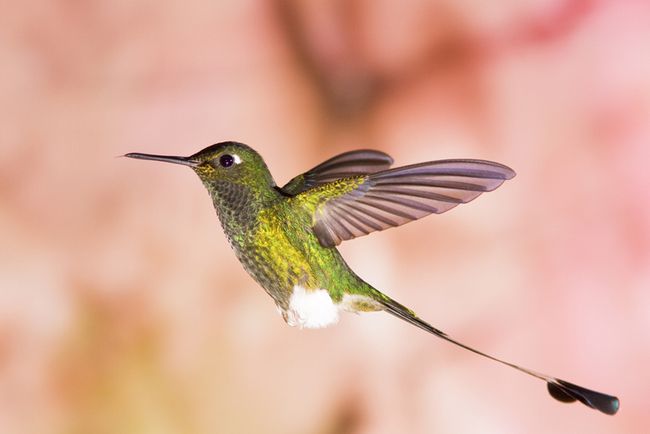 Images: Beautiful Hummingbirds of the World | Live Science