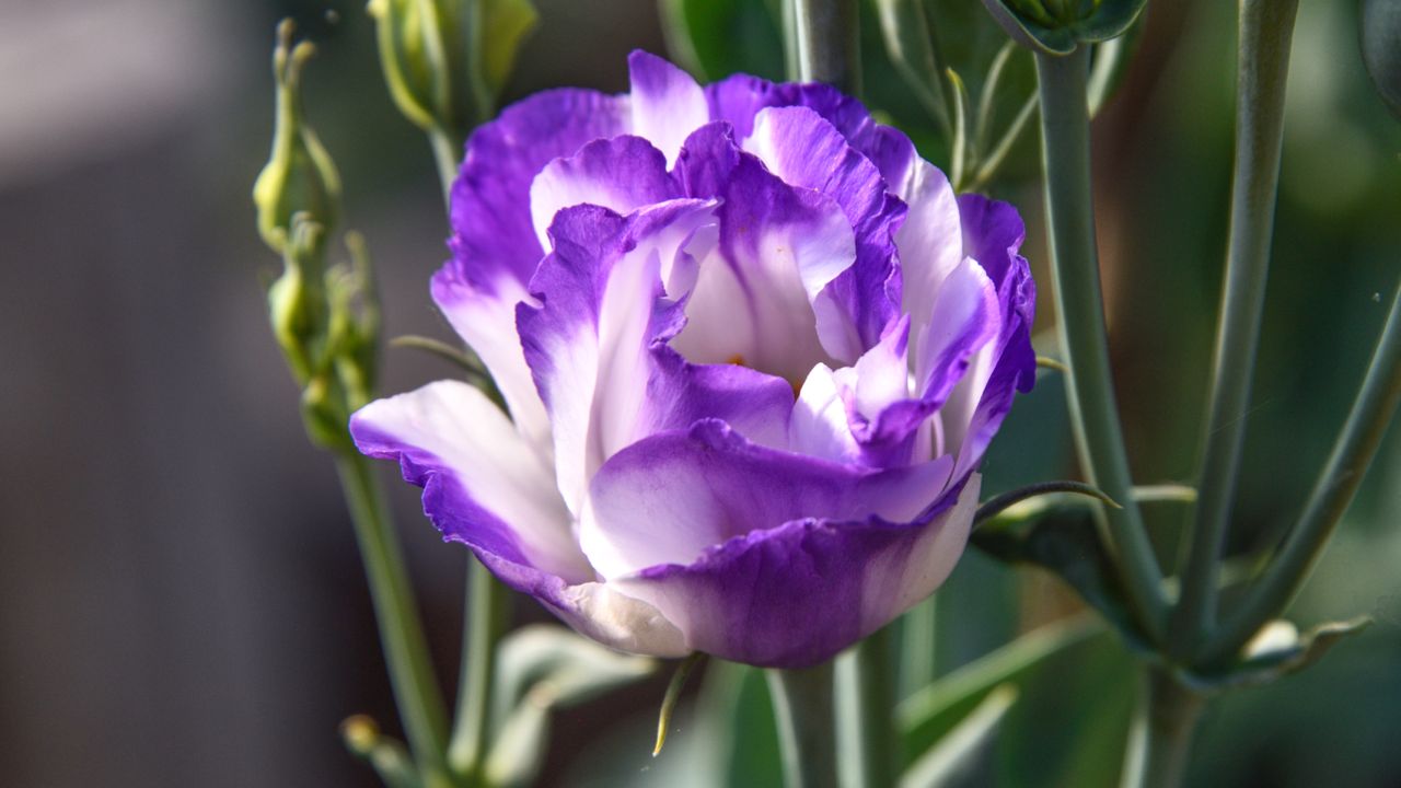 5 Flowers That Look Like Roses, But Are Way Easier To Grow | Gardening ...