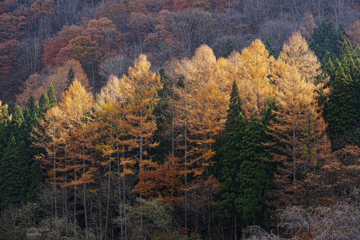 This is what the Sony A1's full-size 50MP images look like | Digital ...