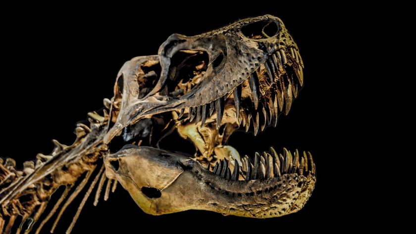 T. Rex's Bite More Dangerous Than Previously Believed | Live Science