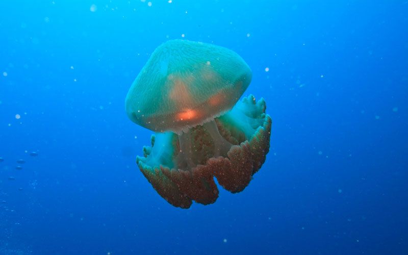 Gallery: Eye-Catching Bioluminescent Wonders: Page 2 | Live Science