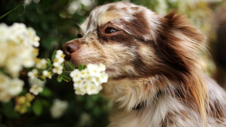 Merle dog breeds with dappled coats | PetsRadar