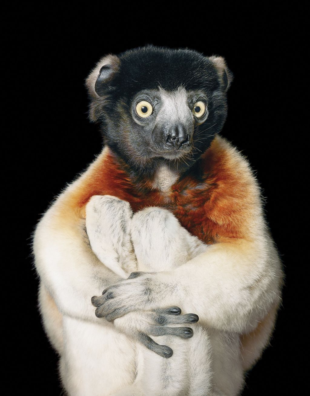 5 minutes with British photographer Tim Flach and his amazing animal ...