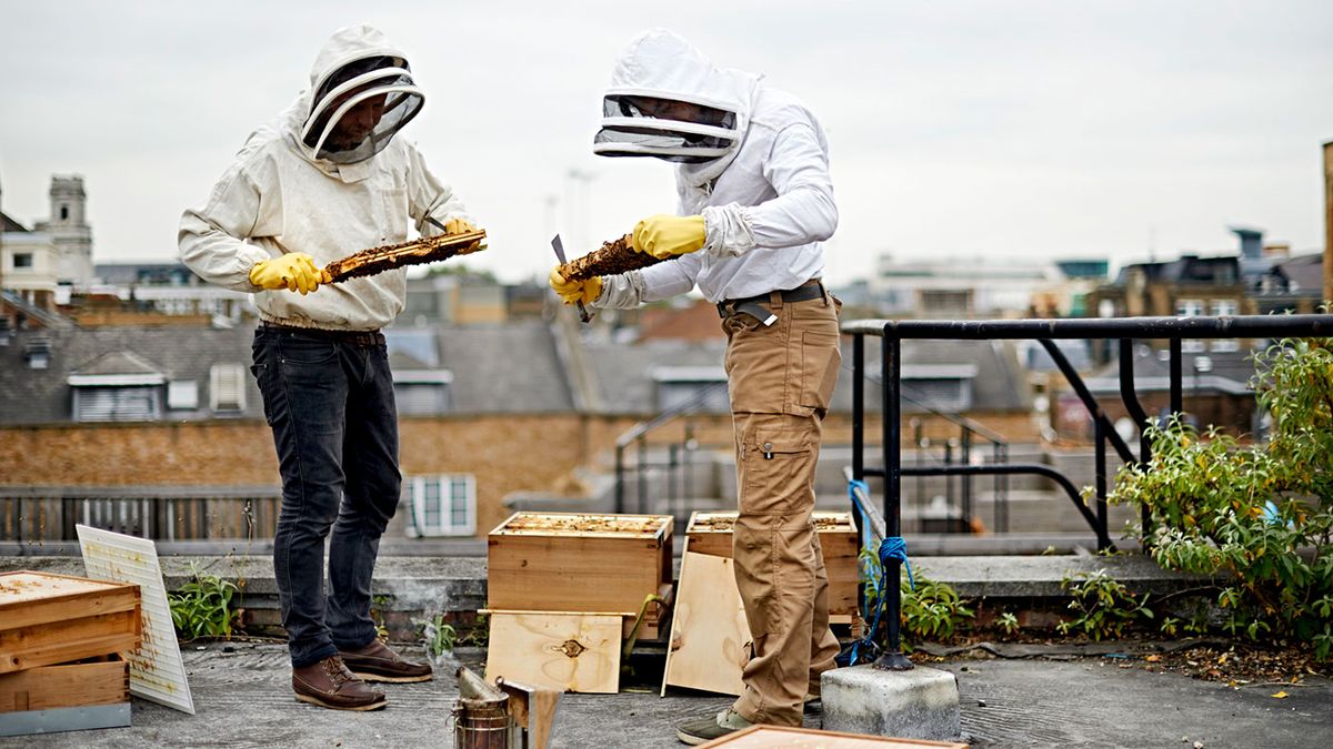 Paul Webb on founding Black Bee Honey | The Week