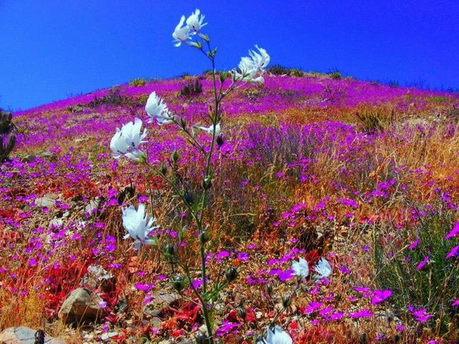 In Images: Stunning Flower Fields of the Atacama Desert | Live Science