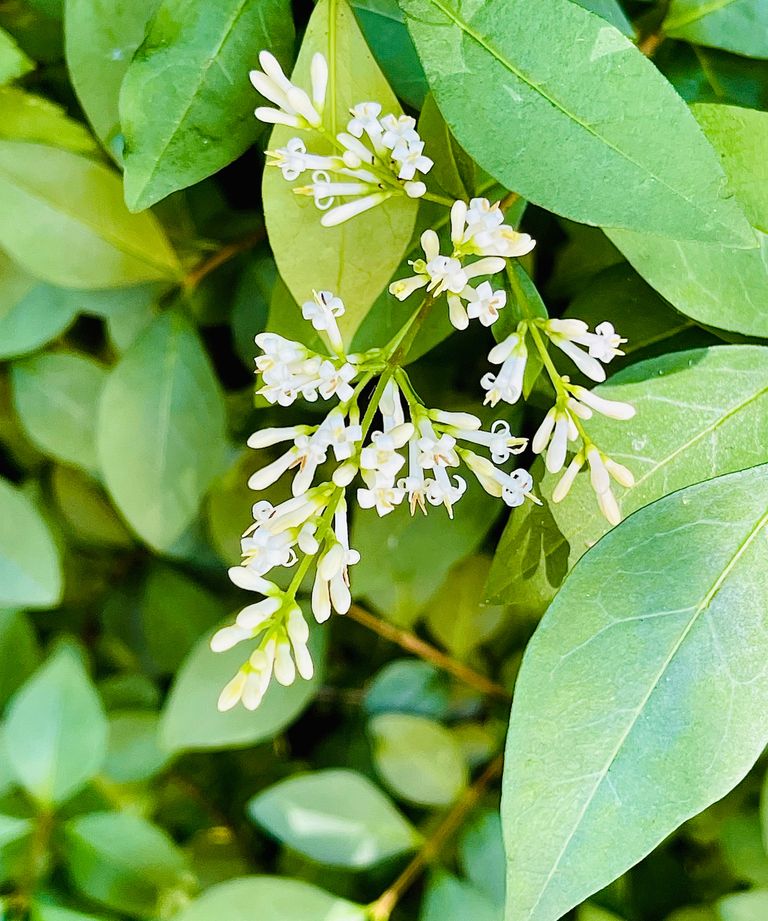 Best shrubs for privacy: the top 10 varieties for your yard | Homes and ...